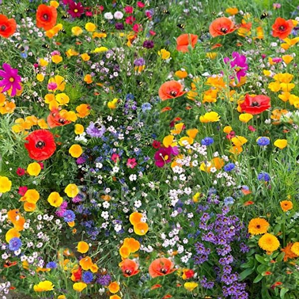 WILDFLOWER SEED TIN 50G – Talbot Turf